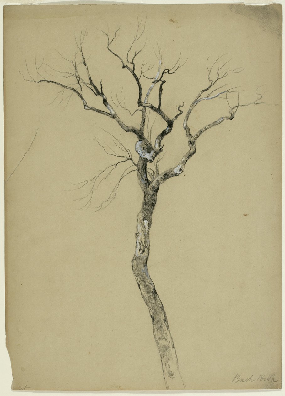 Study of a Bare Tree, South Egremont, Massachusetts